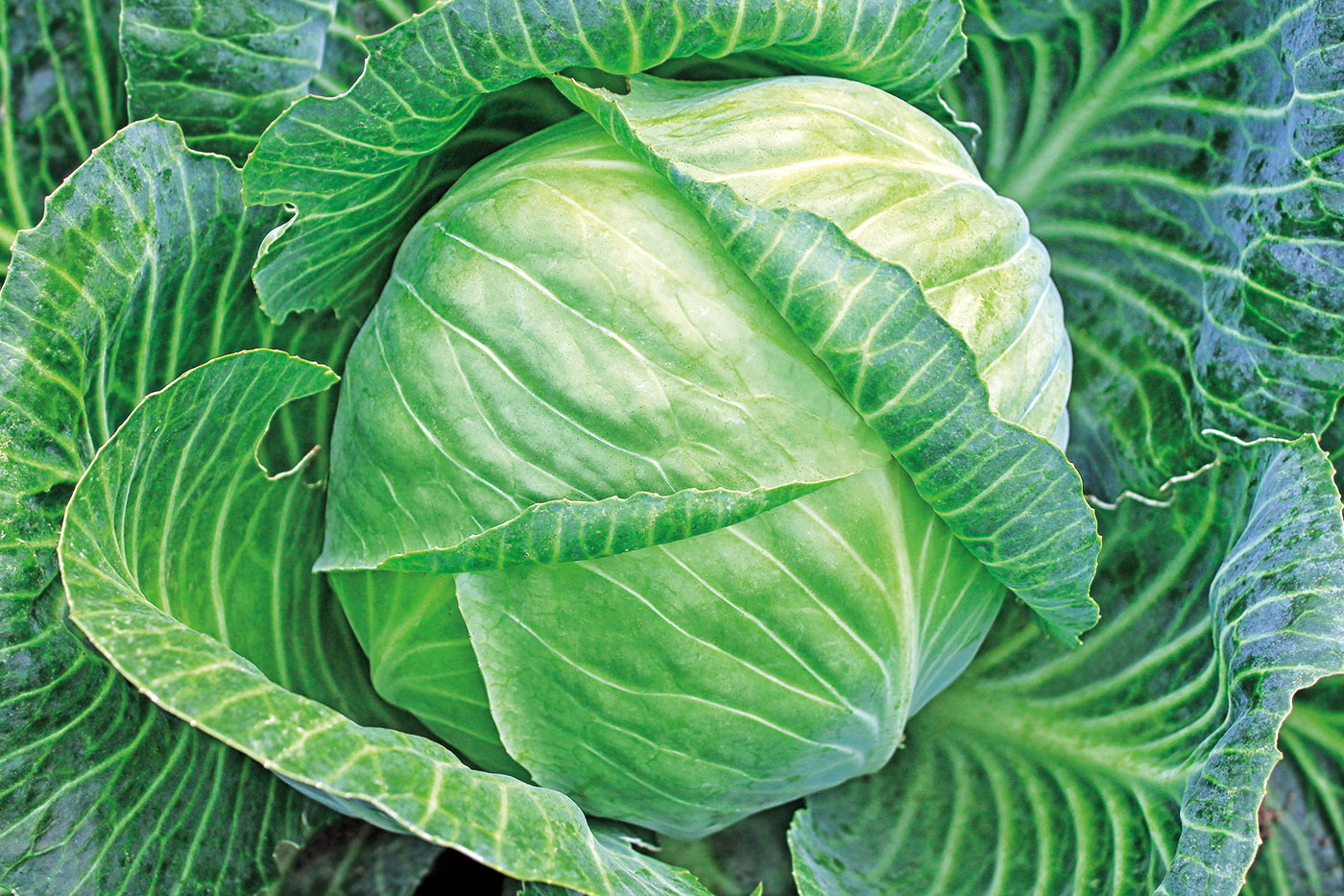 Cabbage | Washington State Magazine | Washington State University