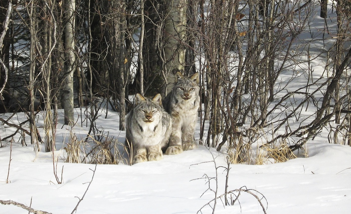 The missing lynx | Washington State Magazine | Washington State University