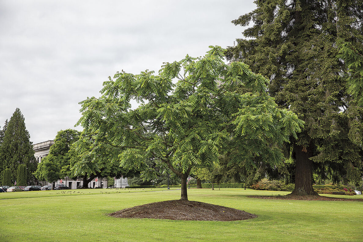 Putting down roots | Washington State Magazine | Washington State ...