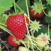 Strawberries | Washington State Magazine | Washington State University