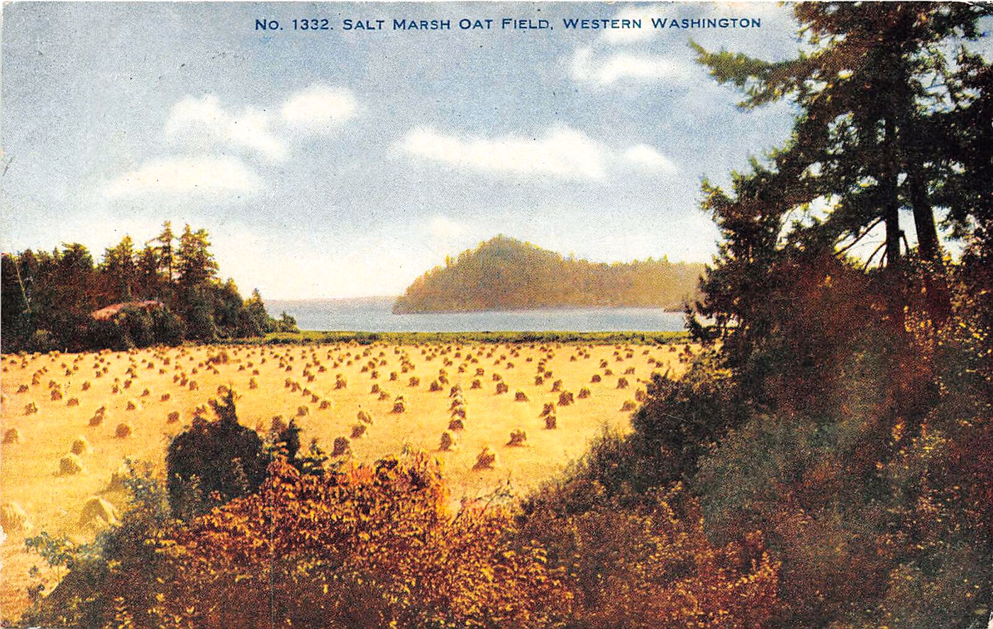 Oats | Washington State Magazine | Washington State University