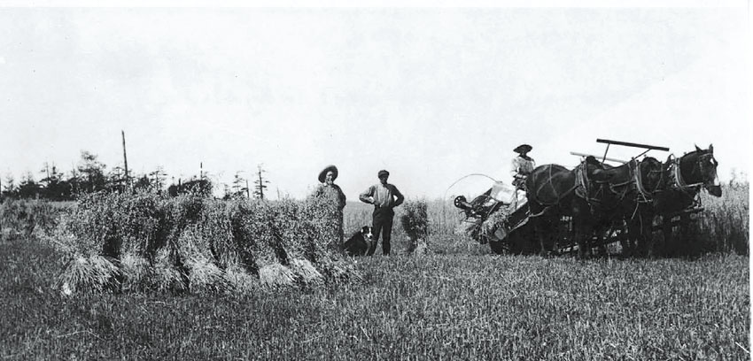 Oats | Washington State Magazine | Washington State University