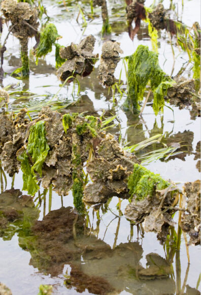 Gallery: Willapa Bay oyster beds | Washington State Magazine ...