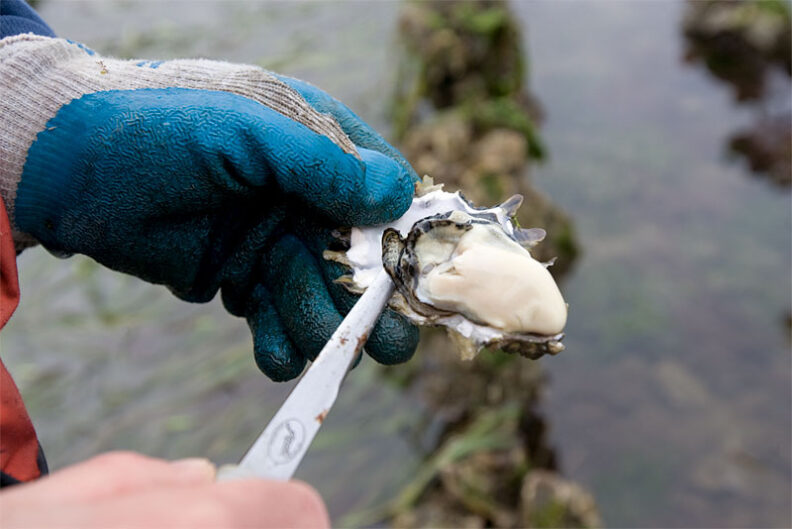 Gallery: Willapa Bay oyster beds | Washington State Magazine ...
