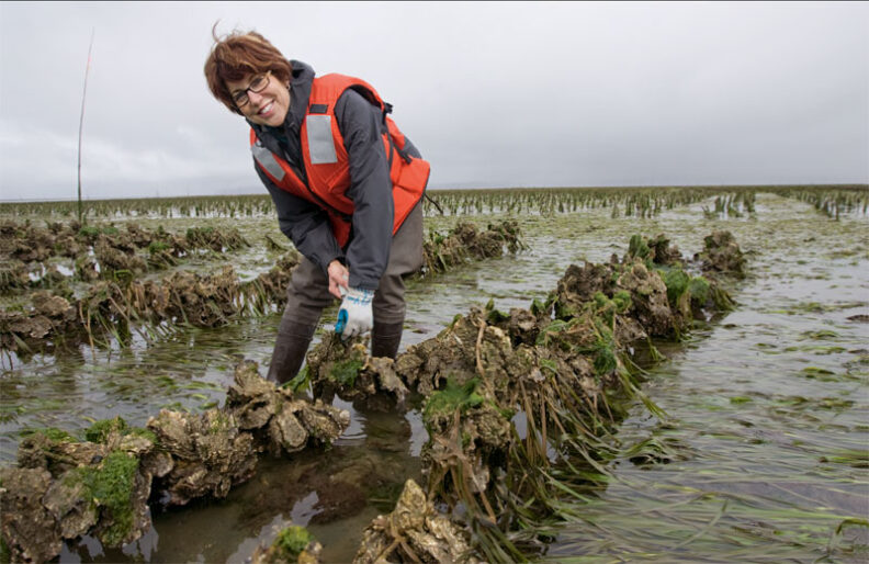 Gallery: Willapa Bay oyster beds | Washington State Magazine ...