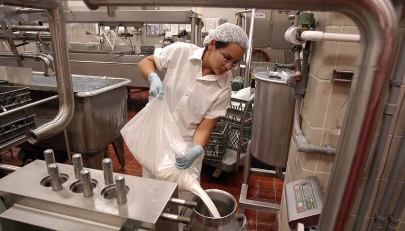 Gallery: The Cheesemaking Process at WSU Creamery | Washington State ...