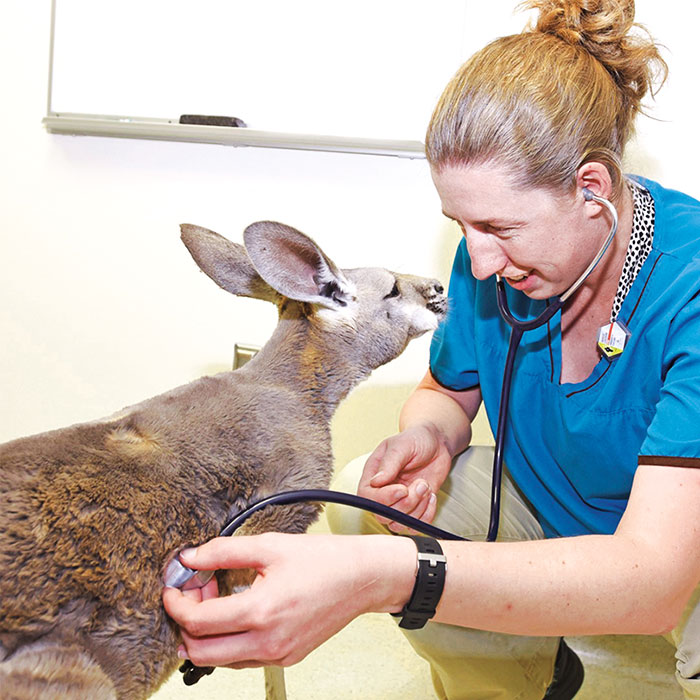Wildlife care takes wing | Washington State Magazine | Washington State ...
