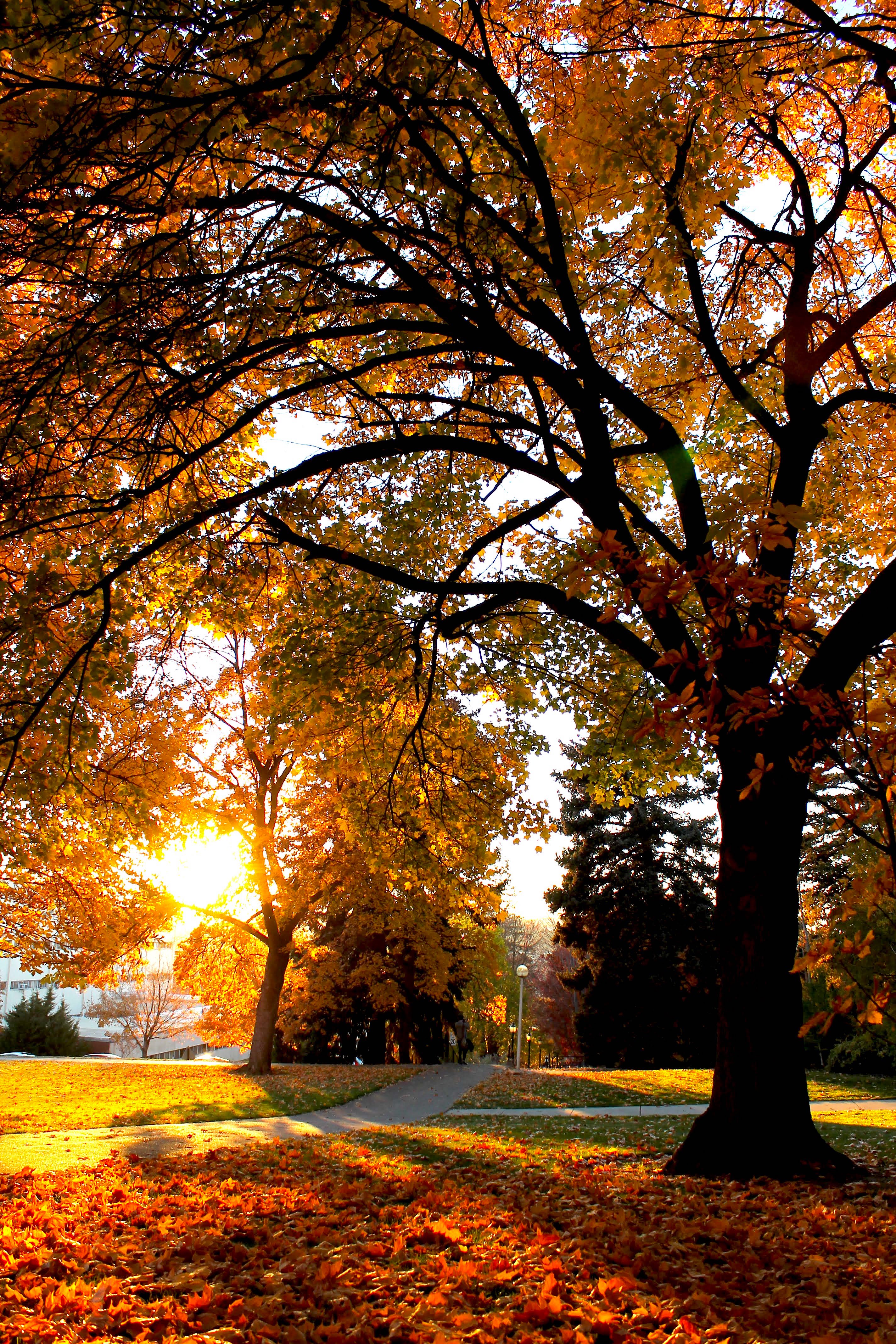 Drops of Sunlight – By Emily Fraley | The Palouse Review | Washington ...