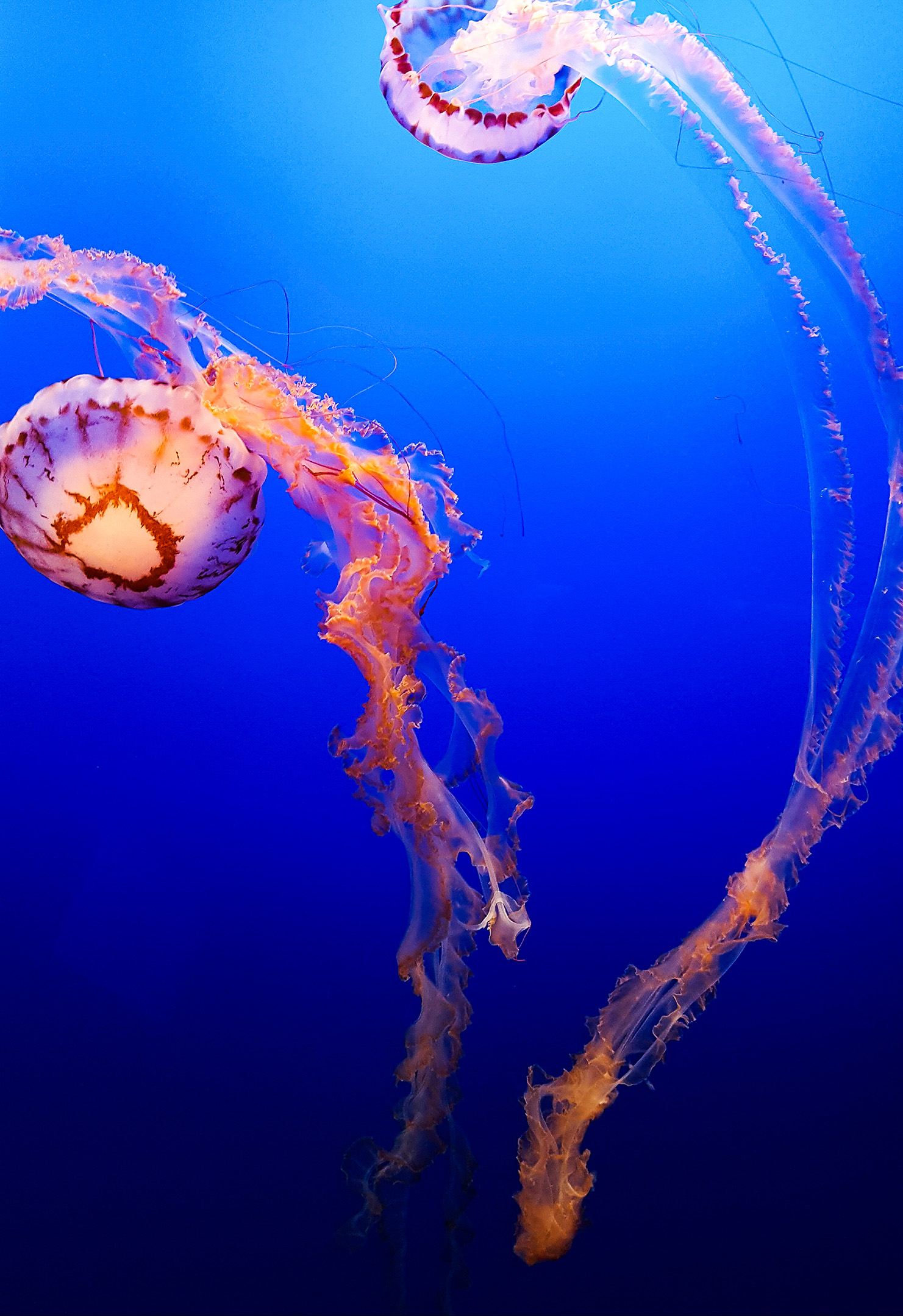 Dancing Jellyfish – by Rojina Nekoonam | The Palouse Review ...